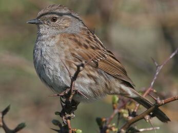 The love-lives of Gwent’s Bird Population | Gwent Wildlife Trust