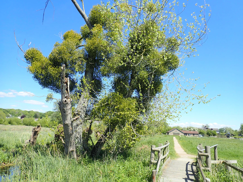 Micro-moth discoveries at Magor Marsh | Gwent Wildlife Trust