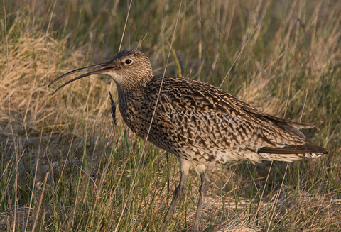 Gwent’s breeding Curlews are back and we need your help discovering ...