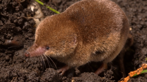 Common shrew | Gwent Wildlife Trust