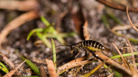Snow flea | Gwent Wildlife Trust