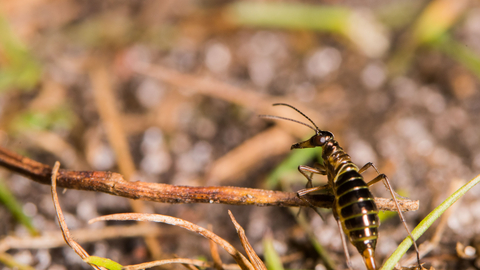 Snow flea | Gwent Wildlife Trust