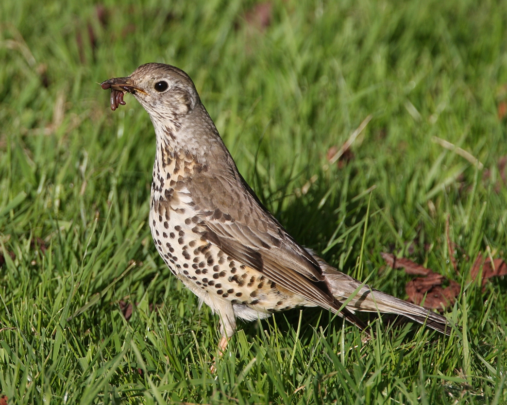 Guide to Winter Thrushes | Gwent Wildlife Trust