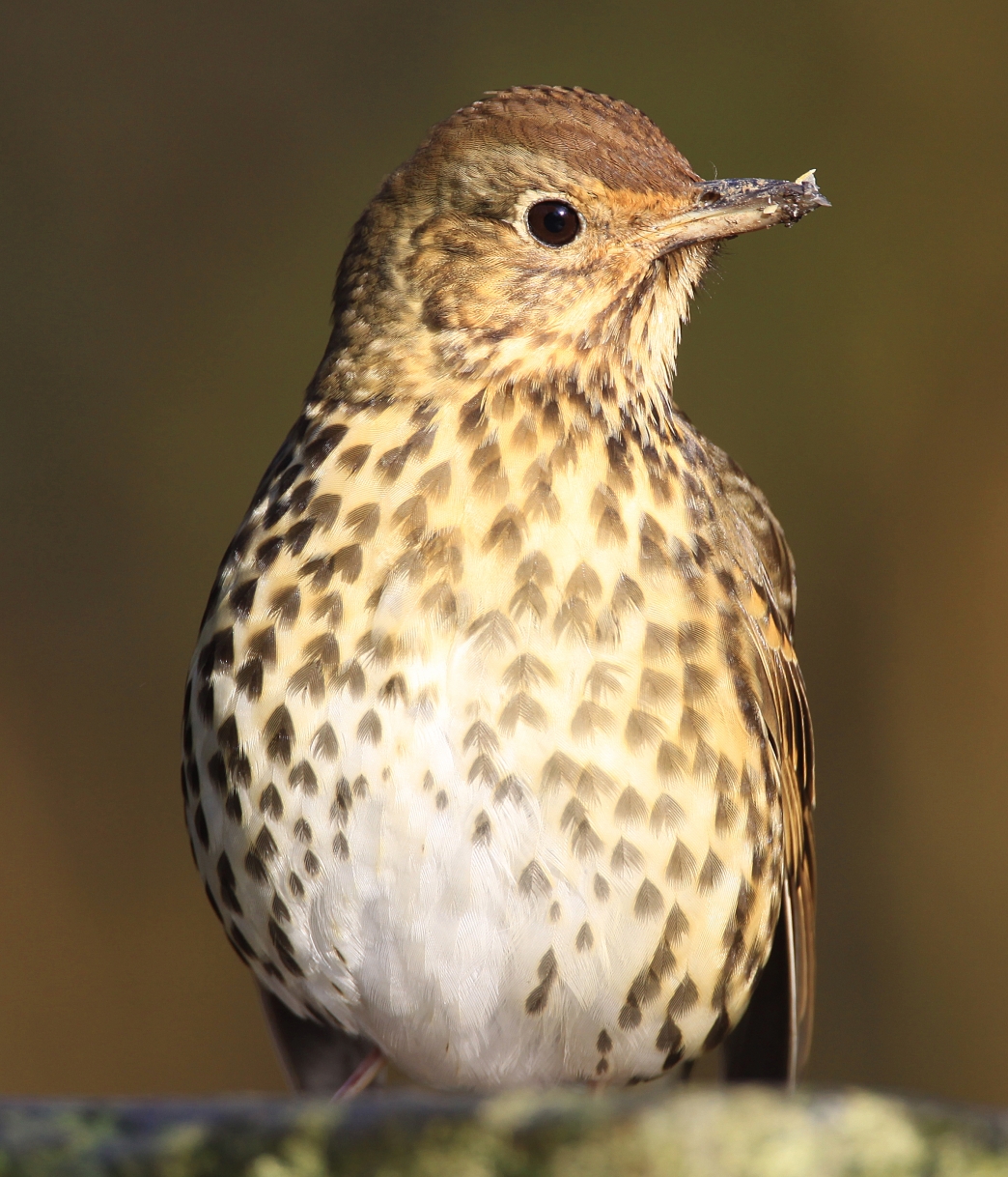 Guide to Winter Thrushes | Gwent Wildlife Trust