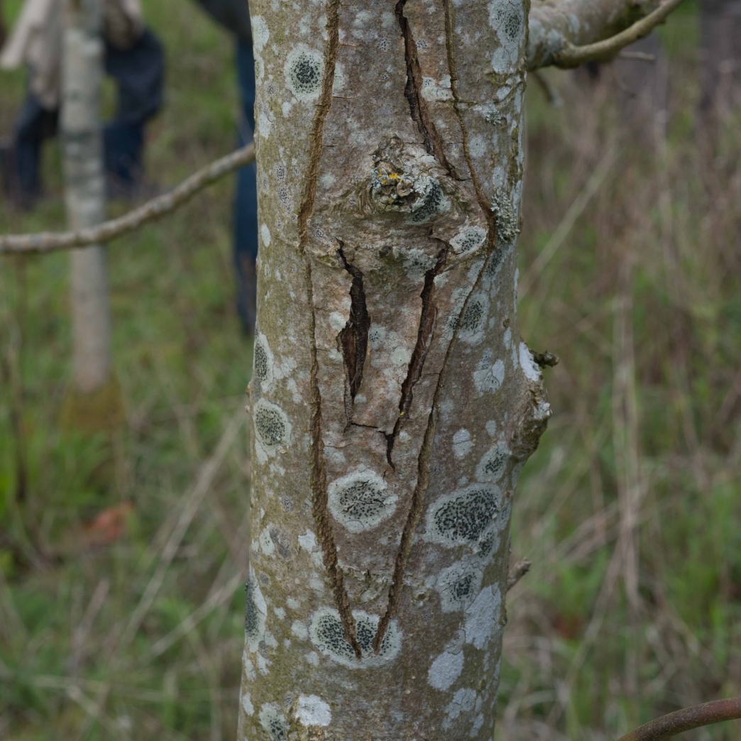 Ash Dieback | Gwent Wildlife Trust