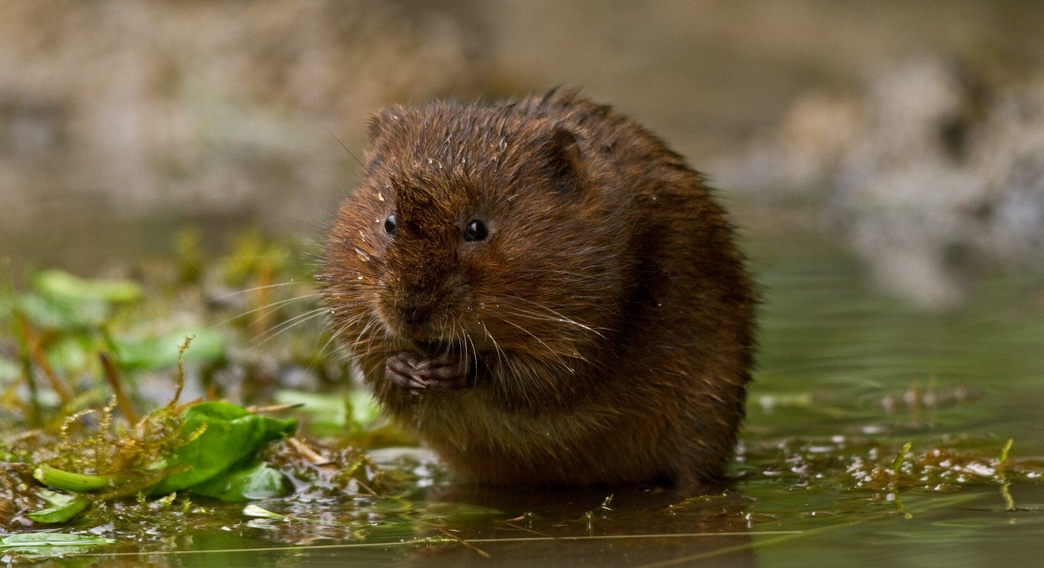 Waterways wildlife | Gwent Wildlife Trust