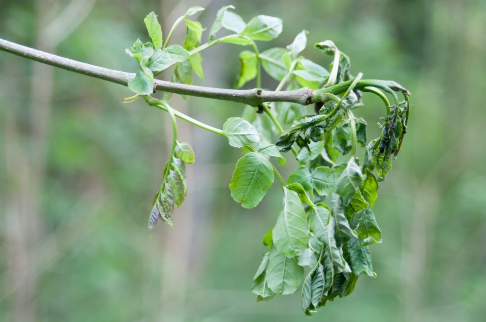 Ash Dieback | Gwent Wildlife Trust