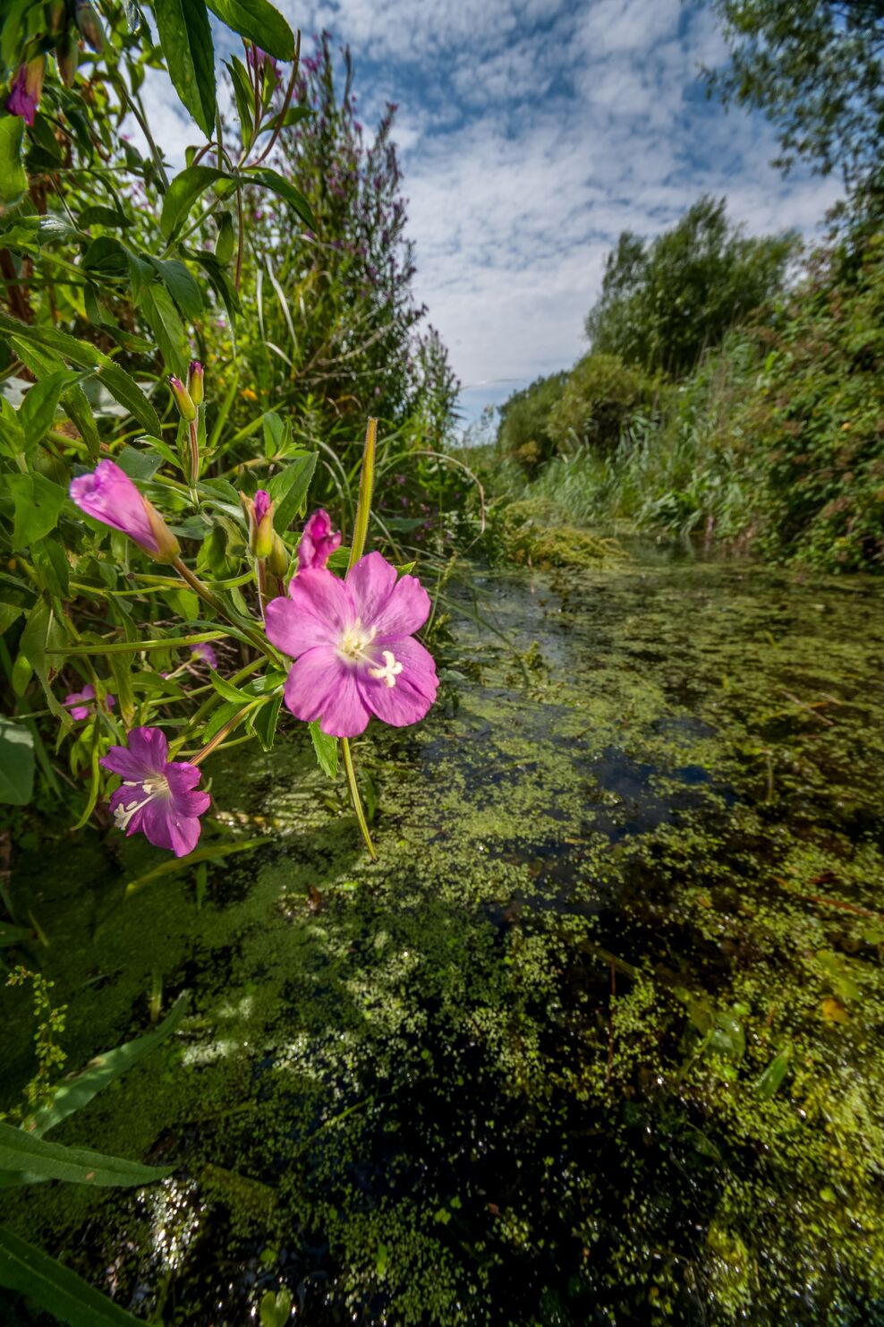 Save the Gwent Levels | Gwent Wildlife Trust