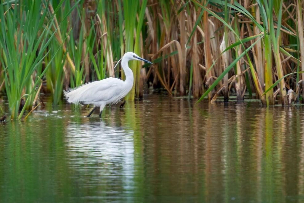 Save the Gwent Levels | Gwent Wildlife Trust