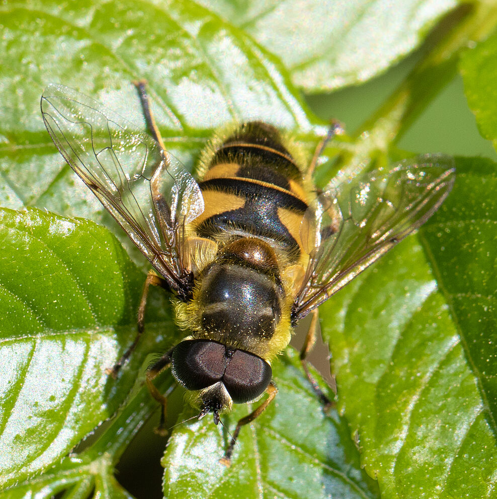 Hiding in plain sight - the art of camouflage | Gwent Wildlife Trust