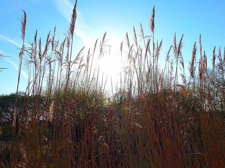 M4 threatened nature reserve provides healthy environment for more than ...