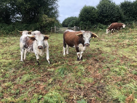Conservation grazing - bracken bashing the “natural method” – cattle ...