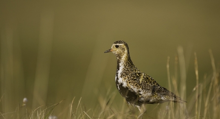 If you're wandering the hills this Spring... | Gwent Wildlife Trust