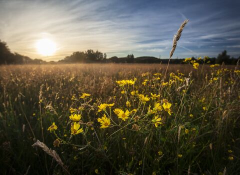 Save the Gwent Levels | Gwent Wildlife Trust